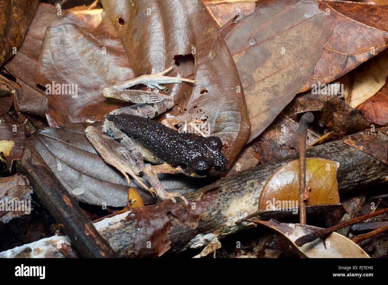A Sarawak Slender Litter Frog (Leptolalax gracilis) in leaf litter at ...