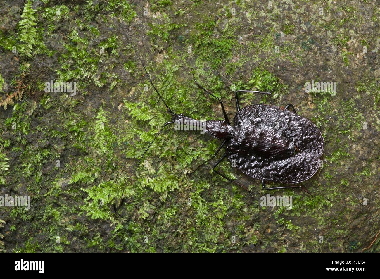 Violin beetle mormolyce phyllodes hi-res stock photography and images ...