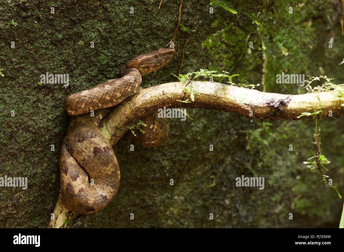 A Bornean Pit Viper (Trimeresurus borneensis) resting by day in the ...