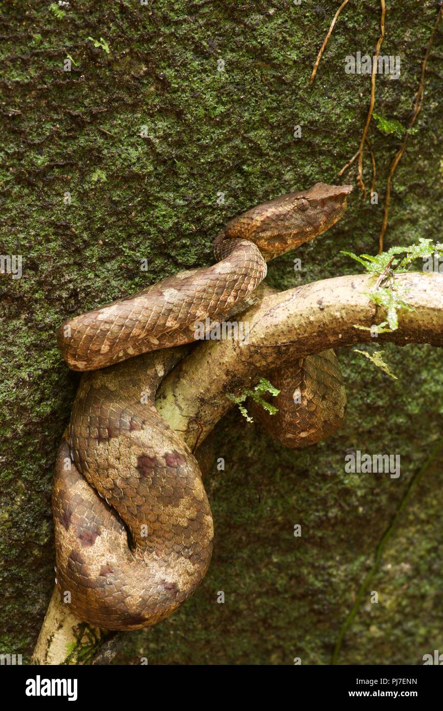A Bornean Pit Viper (Trimeresurus borneensis) resting by day in the ...