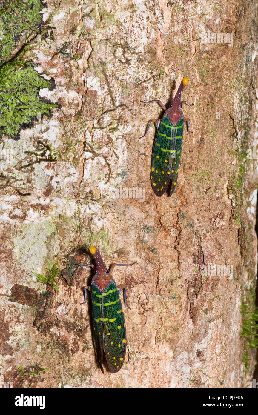 A pair of Blue-winged Lanternflies (Pyrops intricata) on a tree trunk ...