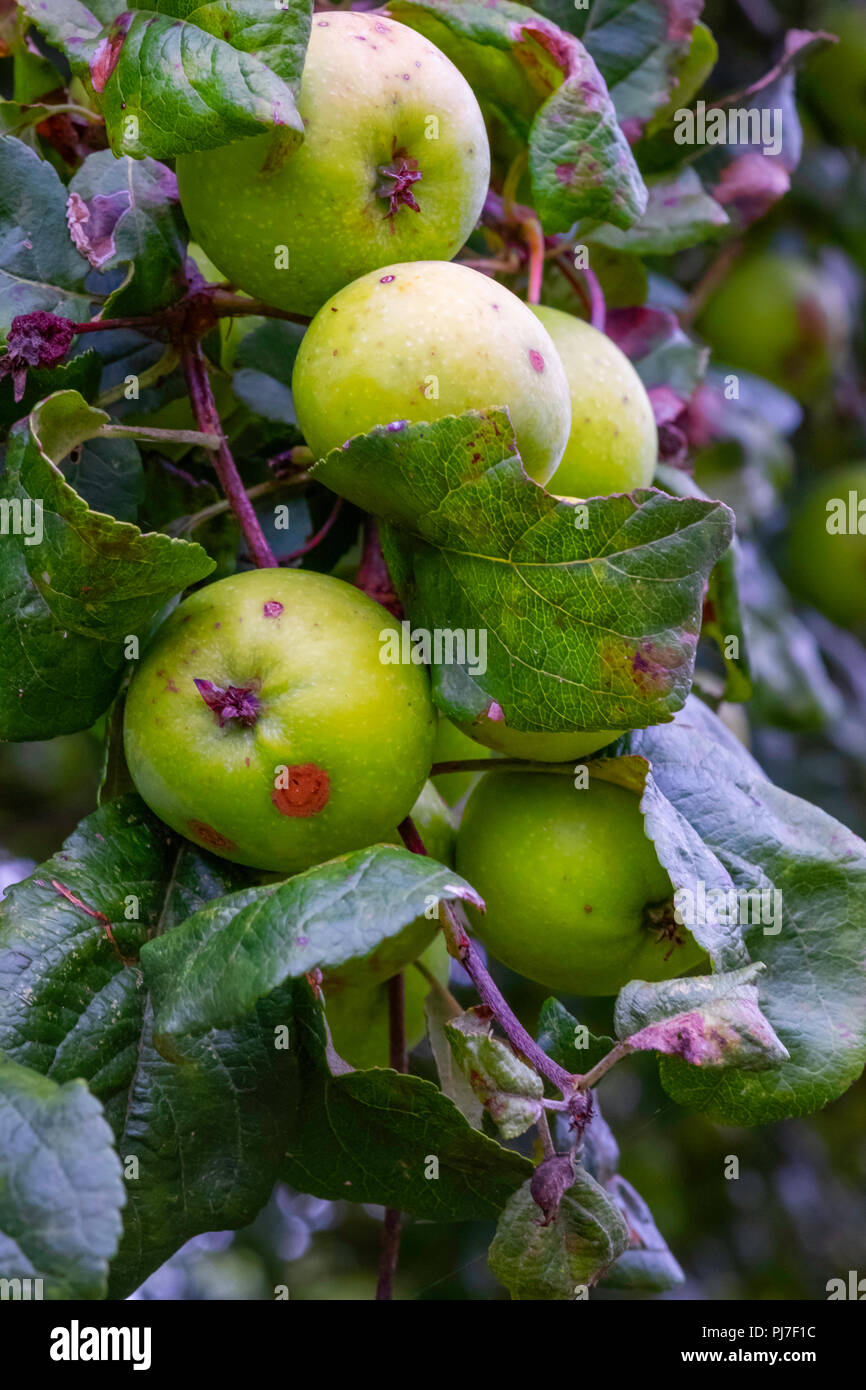 Wild apples hi-res stock photography and images - Alamy