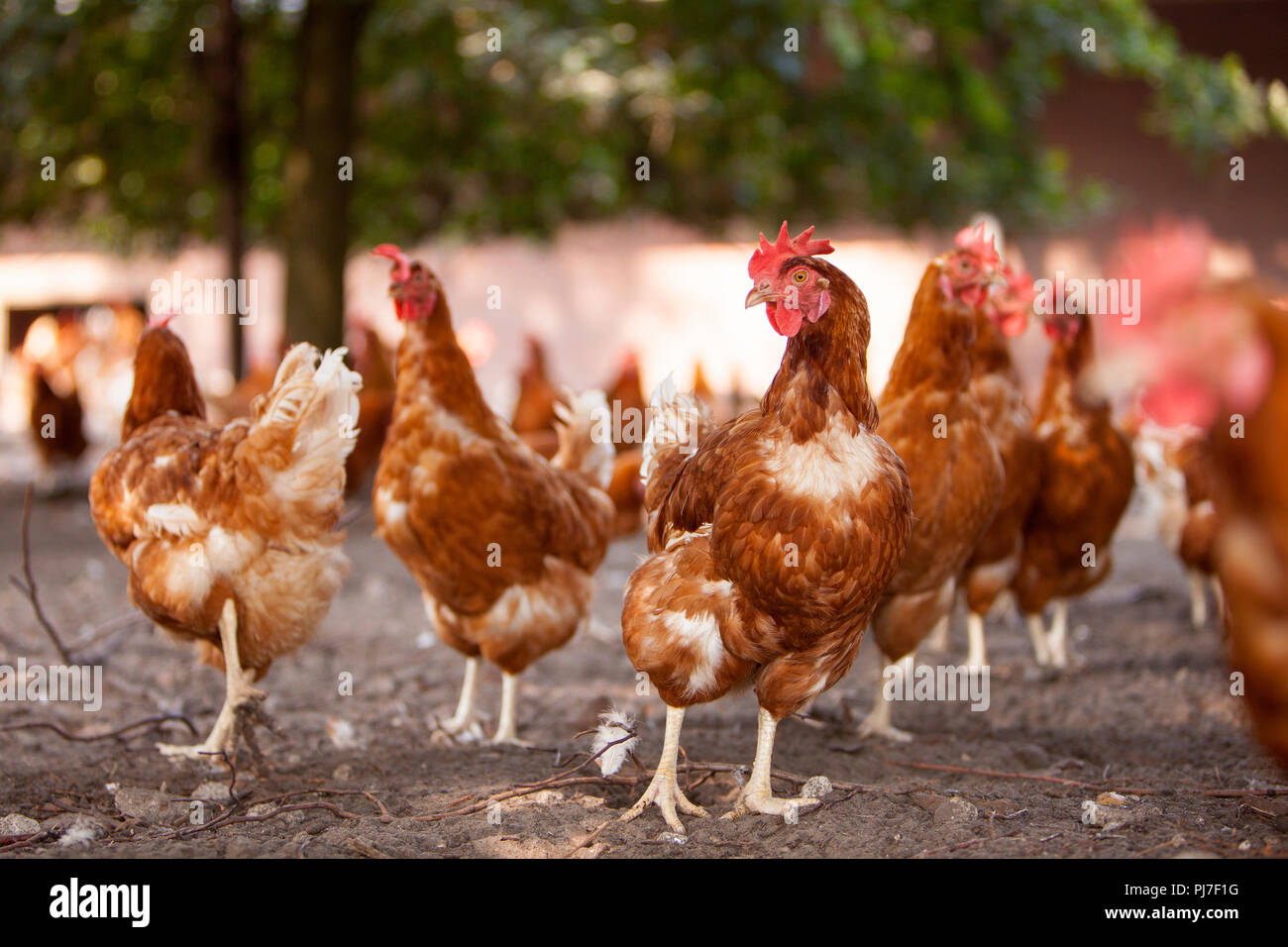 free roaming brown chickens on organic farm in the netherlands near ...