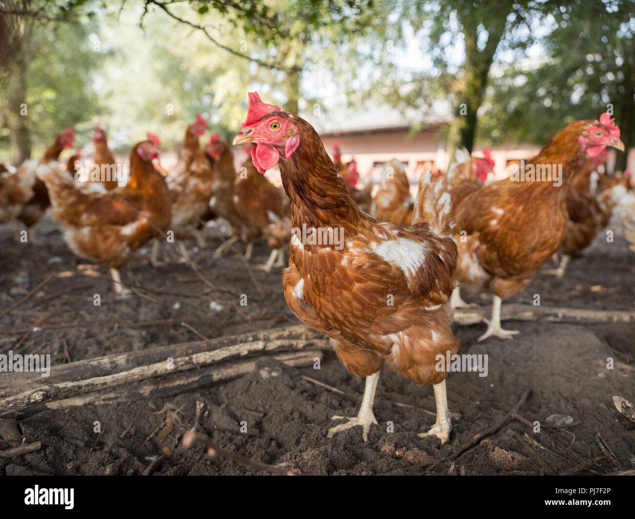 Brown chickens hi-res stock photography and images - Alamy