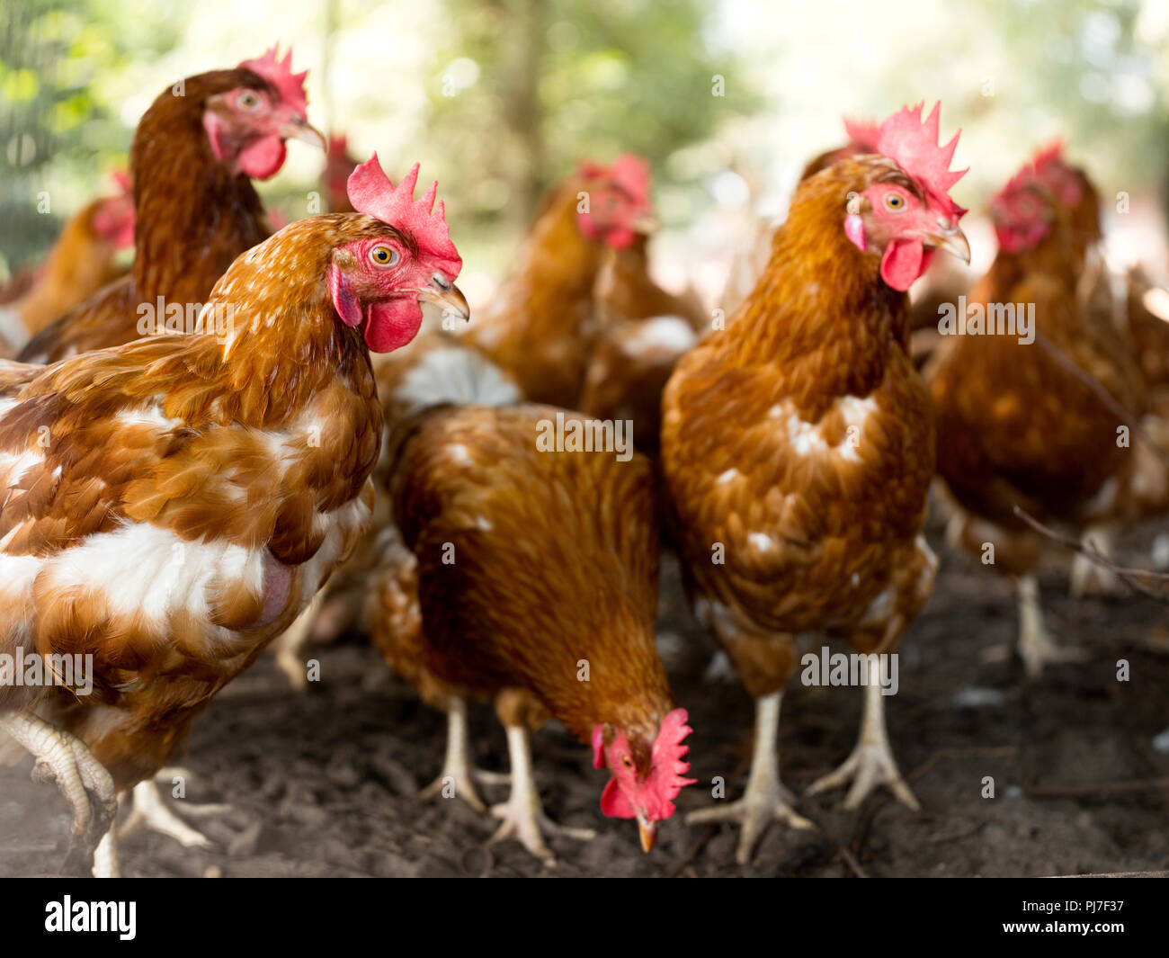 Free roaming chickens on the farm hi-res stock photography and images ...