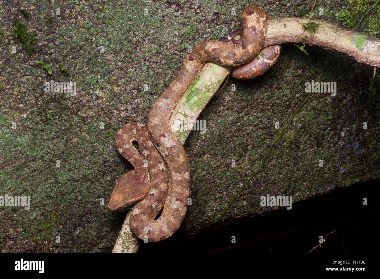 A Bornean Pit Viper (Trimeresurus borneensis) in ambush position in the ...