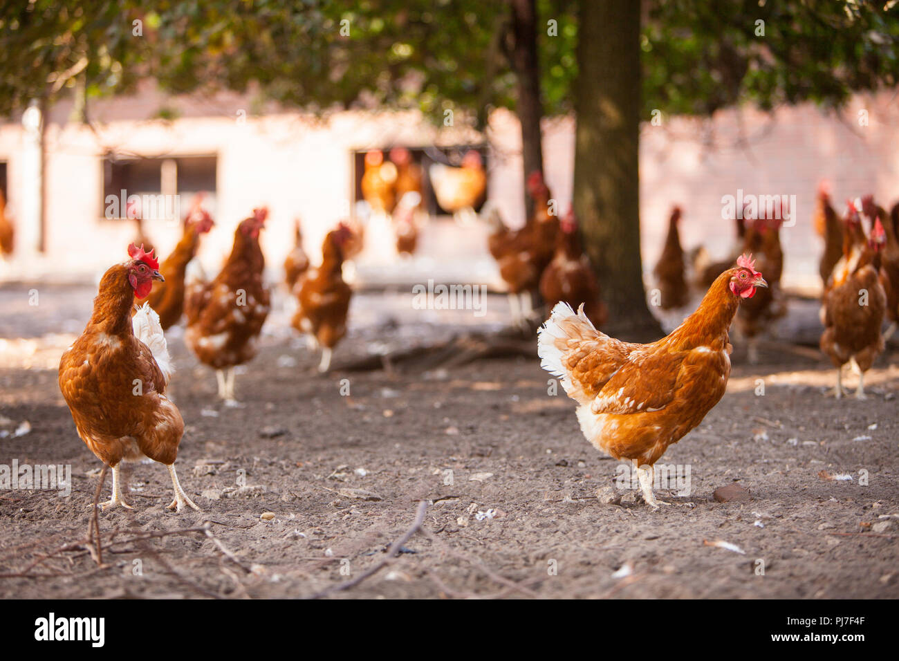 Free roaming chickens on the farm hi-res stock photography and images ...