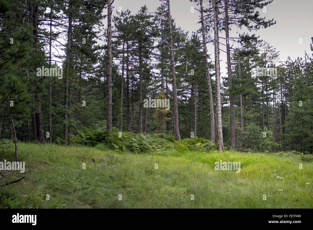TARA National Park, Western Serbia - View at a portion of the mountain ...