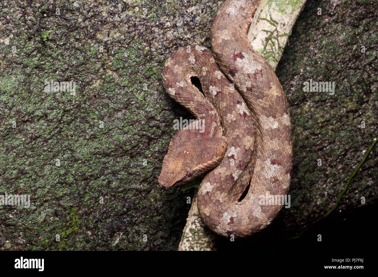A Bornean Pit Viper (Trimeresurus borneensis) in ambush position in the ...