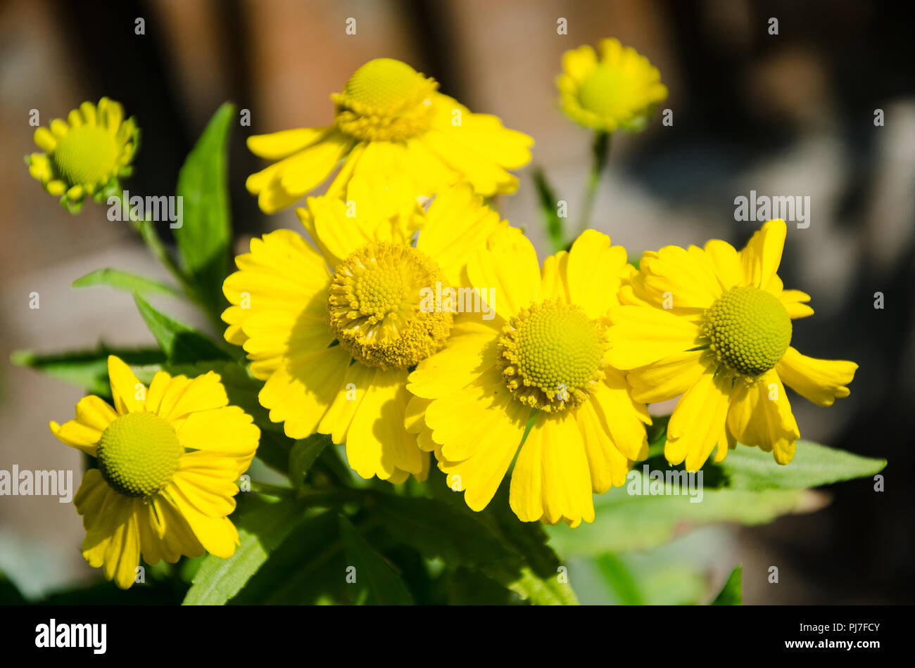 Closeup yellow daisies bloom hi-res stock photography and images - Alamy