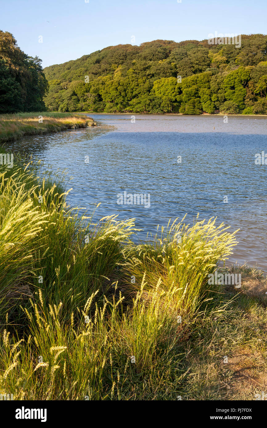 St Clement; Tresillian River; Near Truro; Cornwall; UK Stock Photo - Alamy