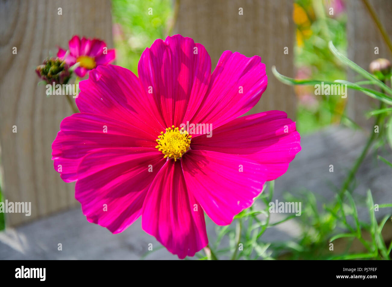 Flowering pink cosmos hi-res stock photography and images - Alamy