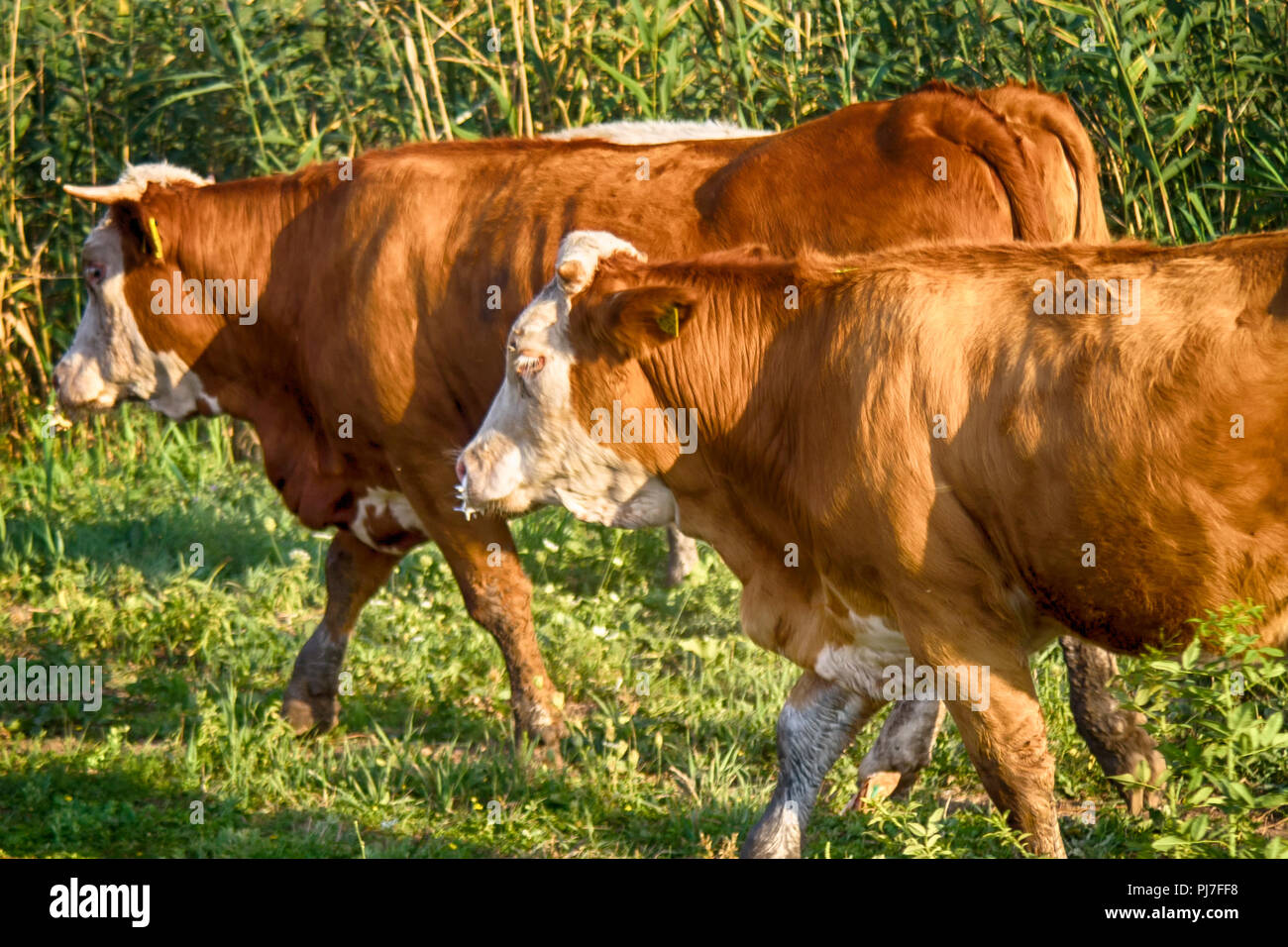 Two white cows on black background hi-res stock photography and images ...
