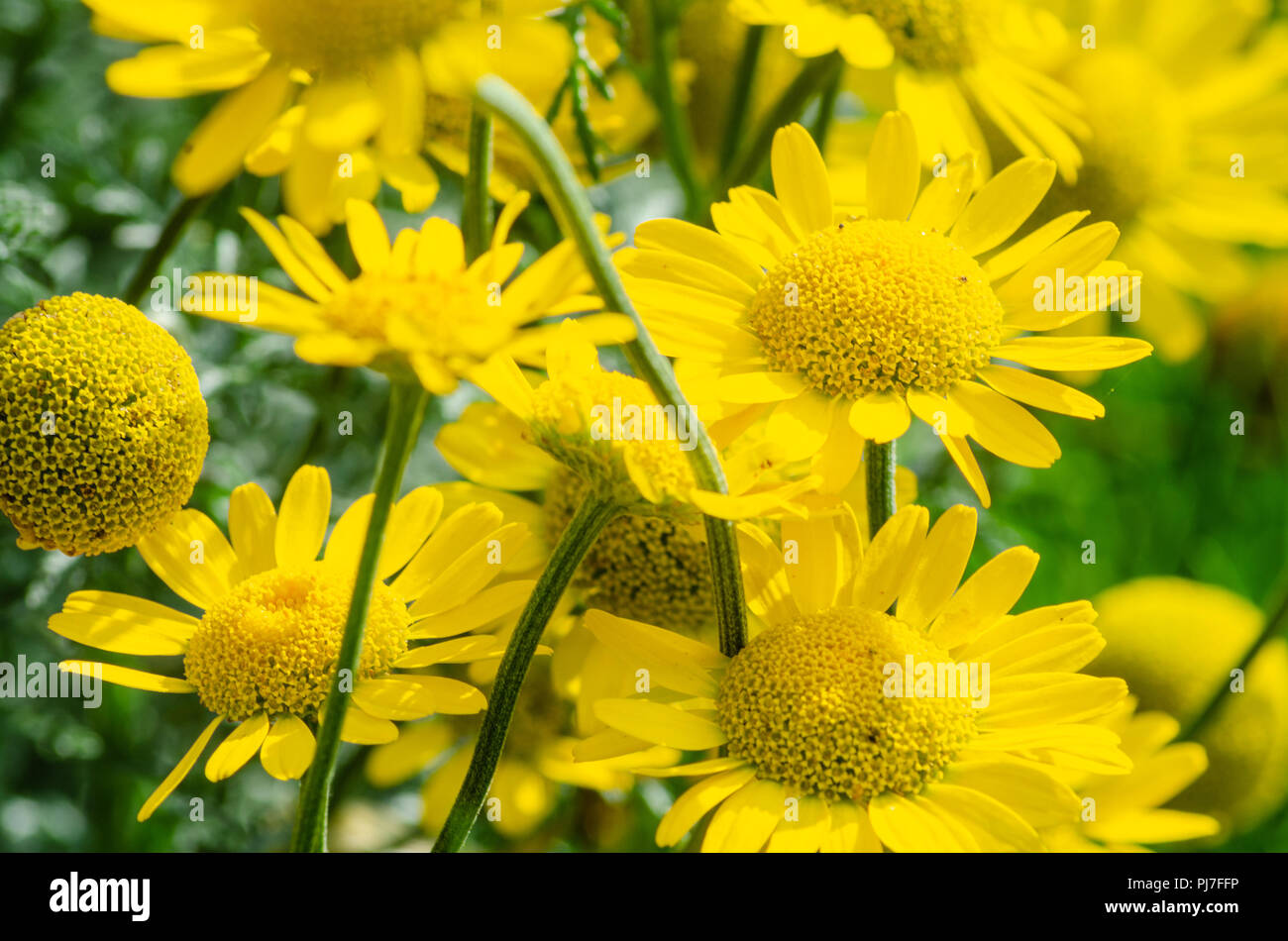Anthemis flowers hi-res stock photography and images - Alamy
