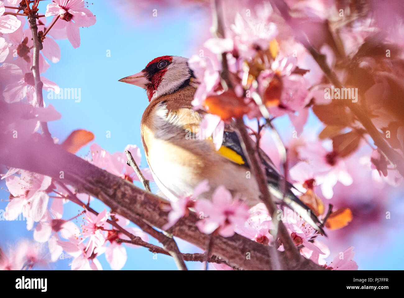 Sitting on a cherry tree hi-res stock photography and images - Alamy