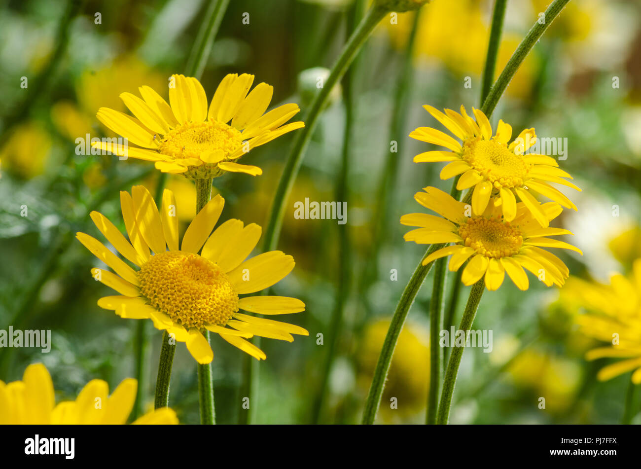 Anthemis flowers hi-res stock photography and images - Alamy