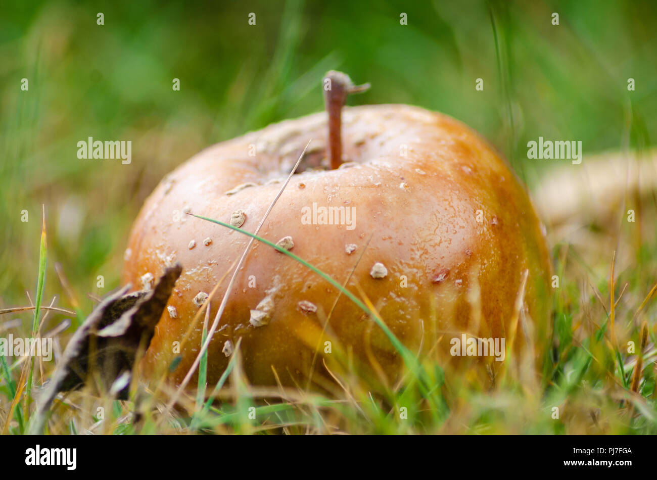 Fruit rotting on tree hi-res stock photography and images - Alamy
