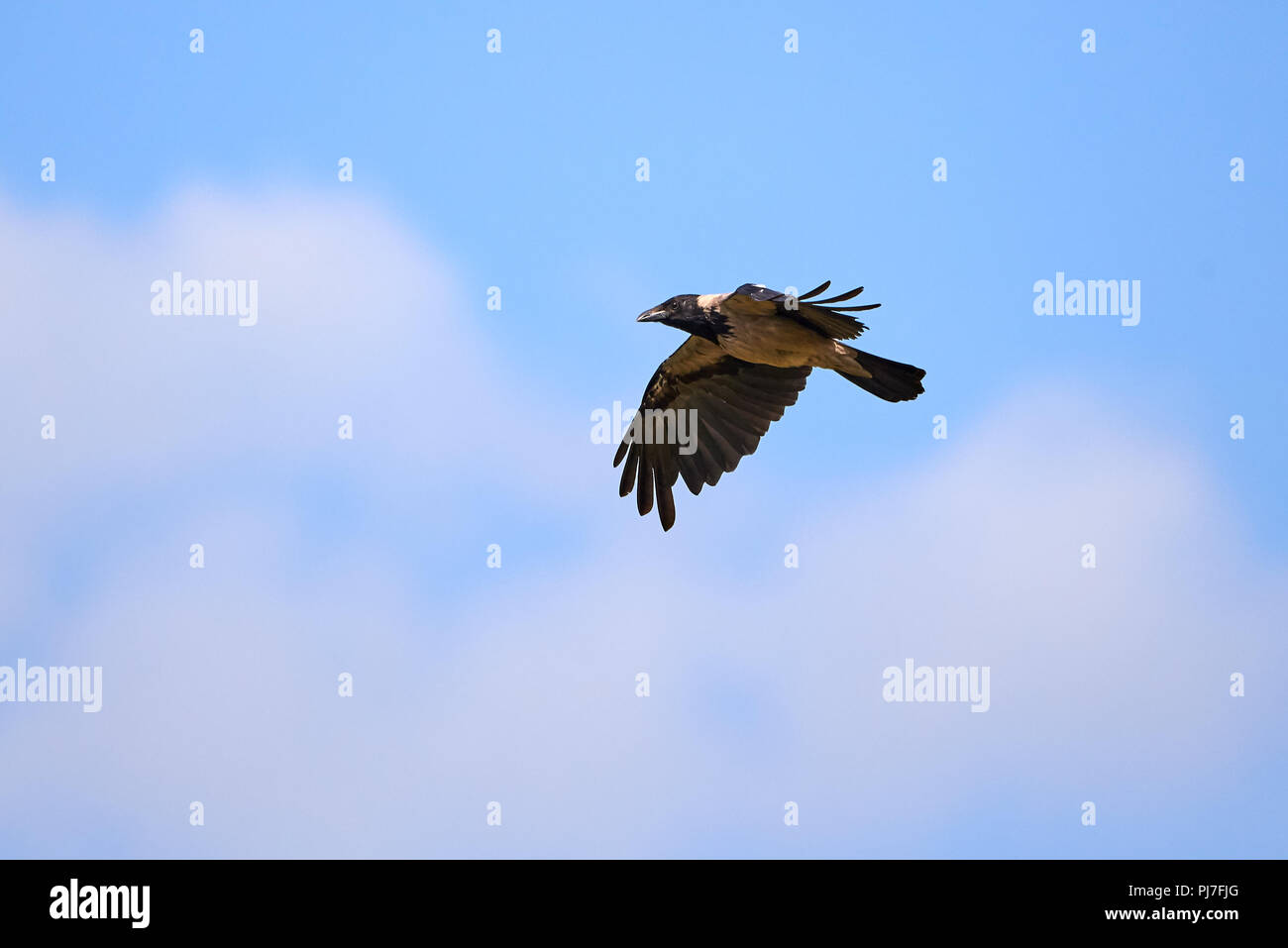 Hooded crow flying (Corvus cornix Stock Photo - Alamy