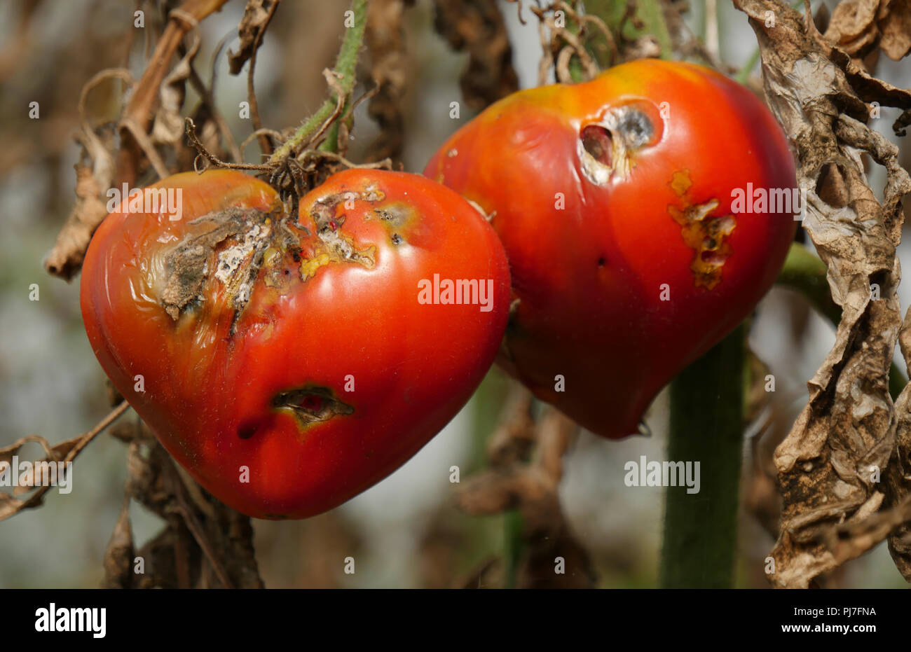 Green and red rotten tomatoes hi-res stock photography and images - Alamy