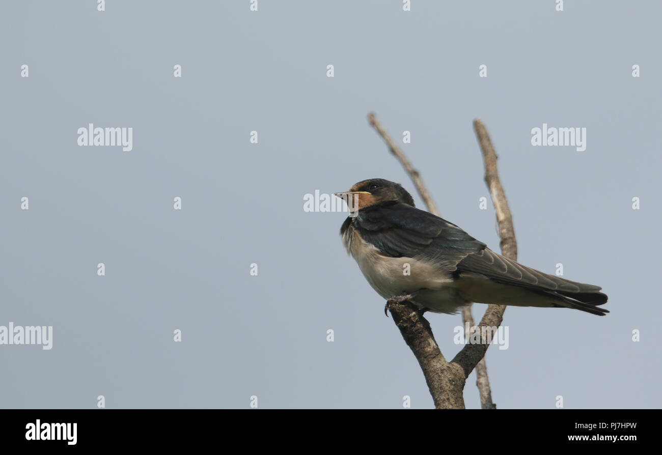 Juvenile tree swallow closeup hi-res stock photography and images - Alamy