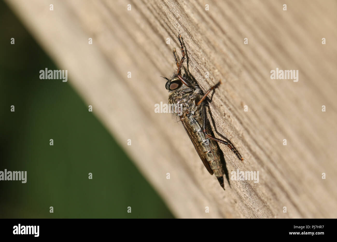 Insects brown wooden fence hi-res stock photography and images - Alamy