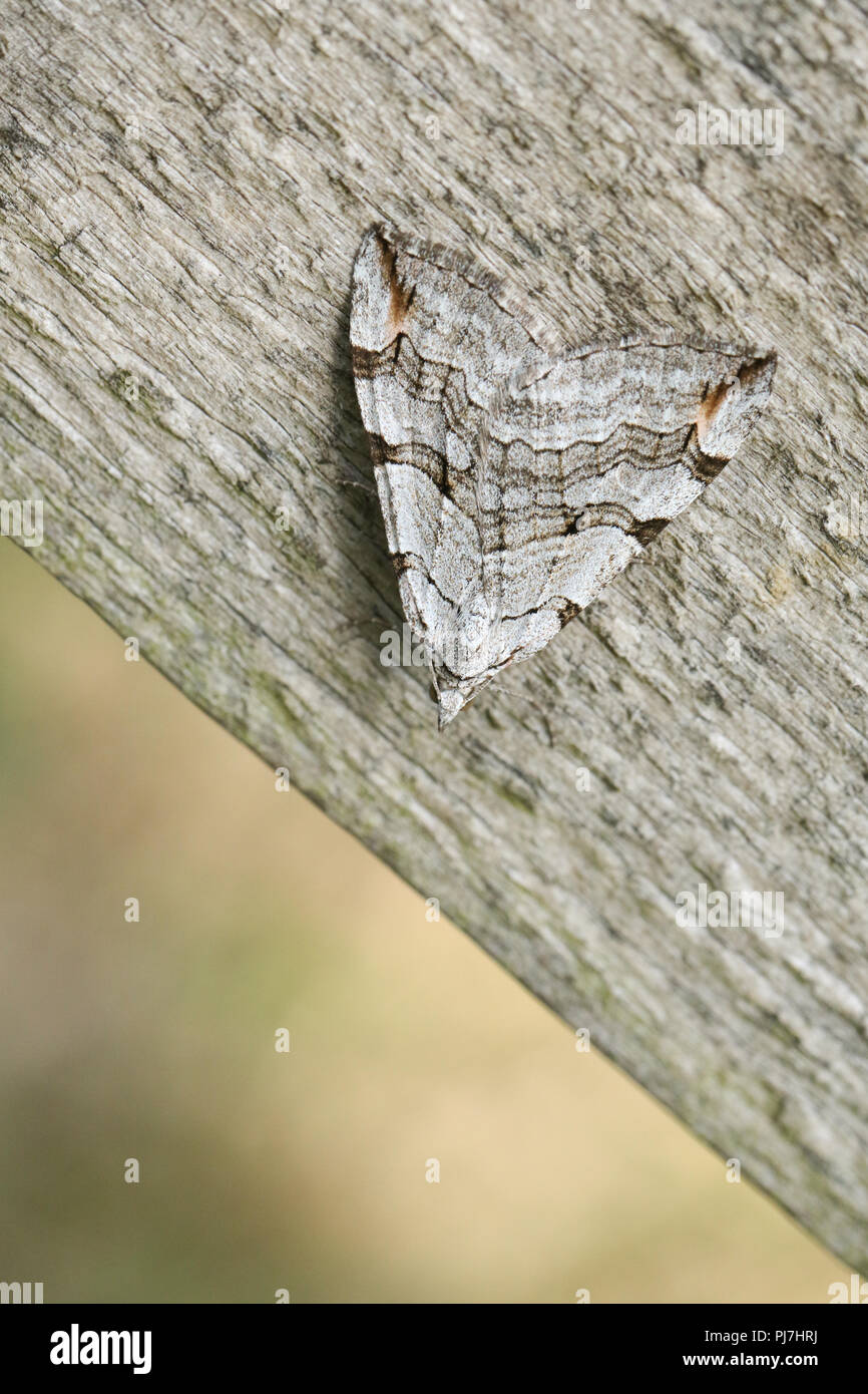 Treble bar moth hi-res stock photography and images - Alamy