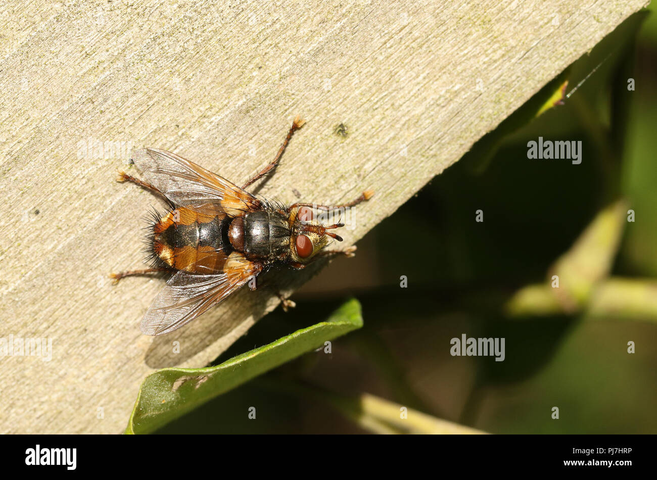 Tachinids hi-res stock photography and images - Alamy
