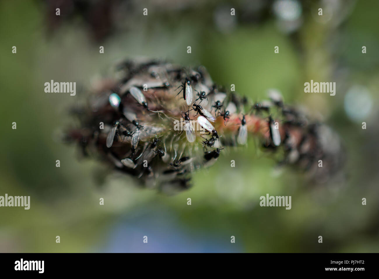 A swarm of flying ants gather on a floral plant Stock Photo - Alamy
