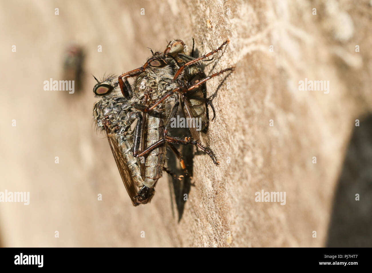 Mating robberfly hi-res stock photography and images - Alamy
