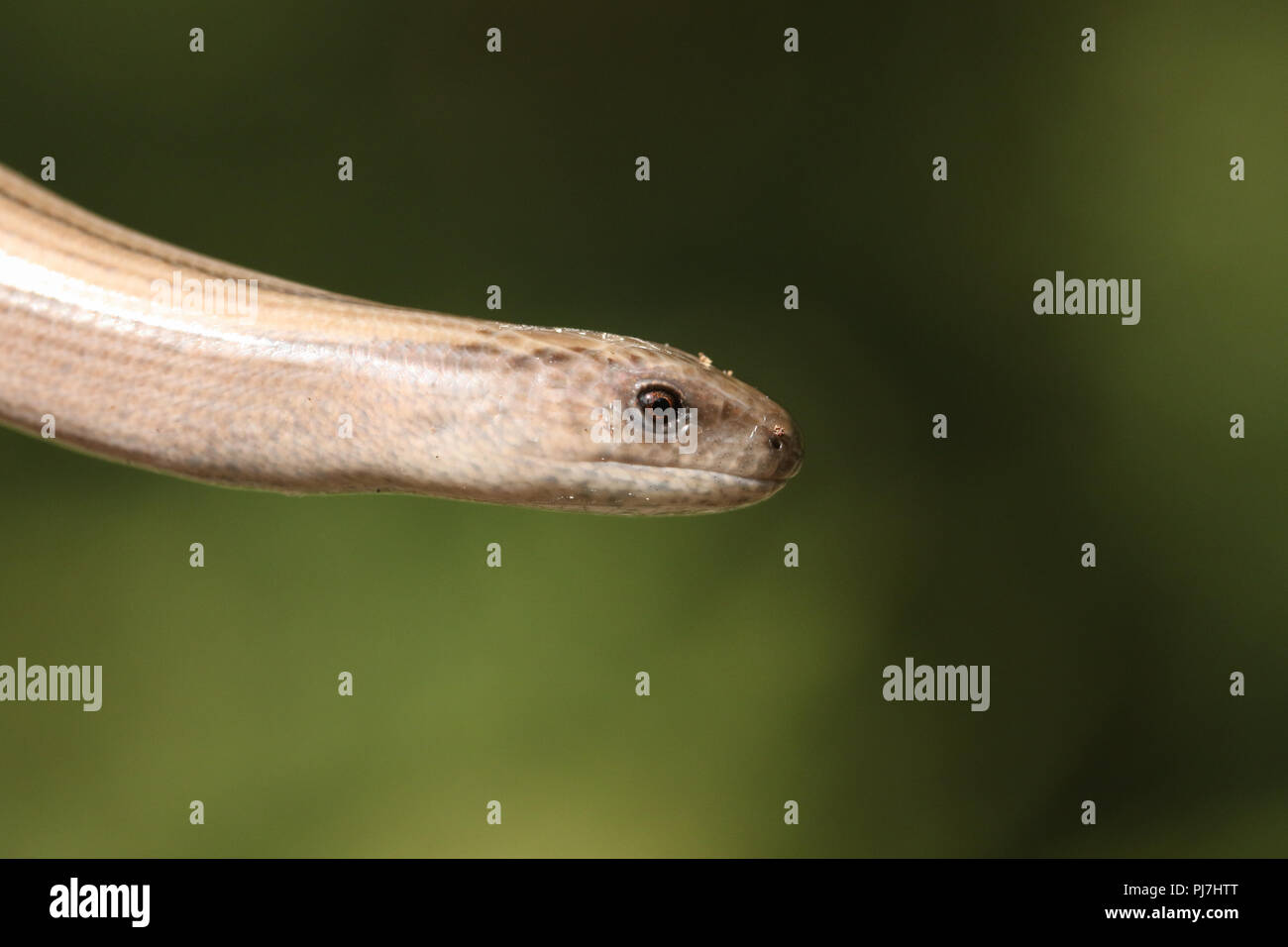 Head of a slowworm hi-res stock photography and images - Alamy
