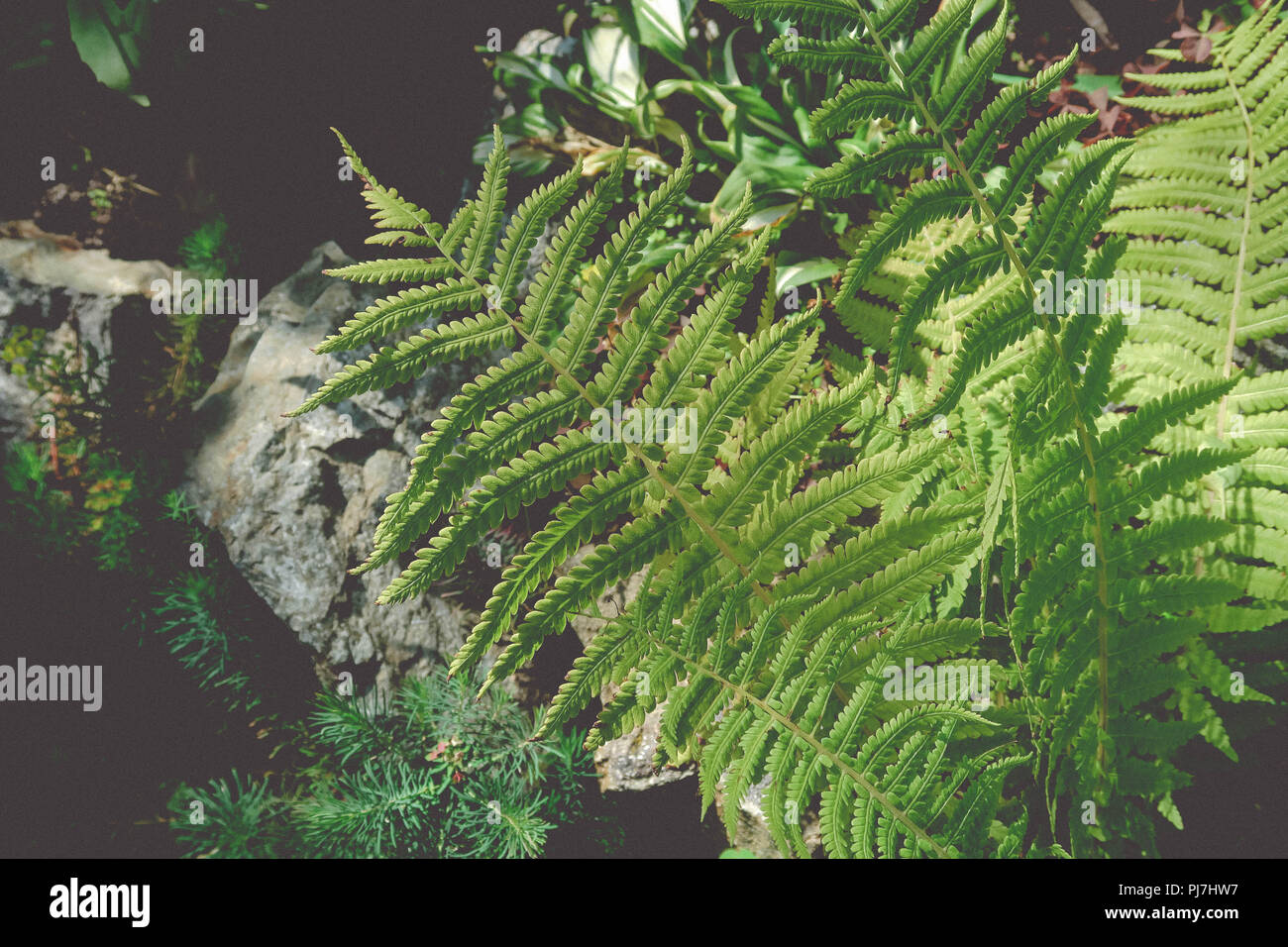fores shrubs green fern background. stone in the grass. nature ...