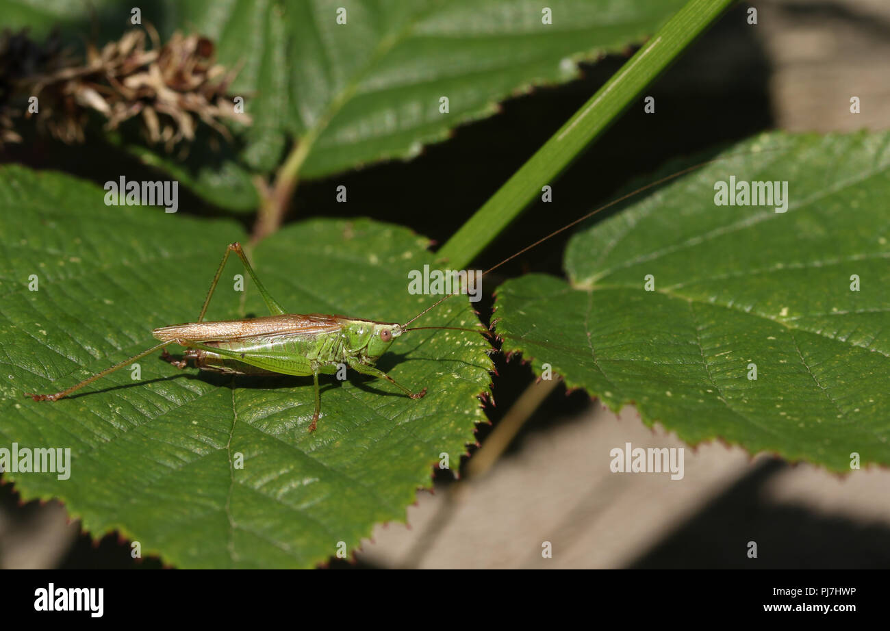 Long winged conehead cricket conocephalus discolor hi-res stock ...