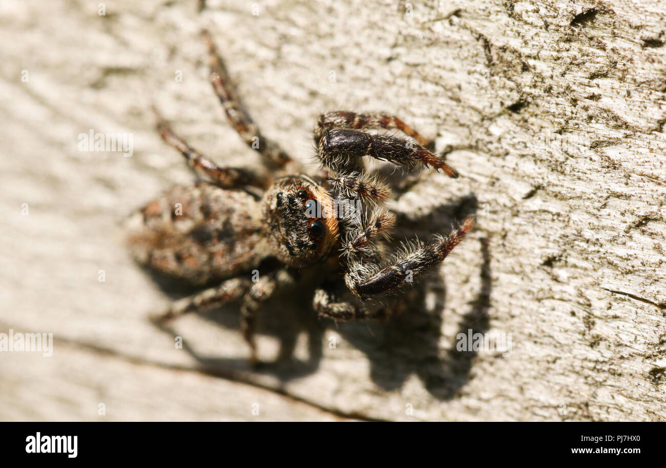 A cute Fence-Post Jumping Spider (Marpissa muscosa) hunting on a wooden ...