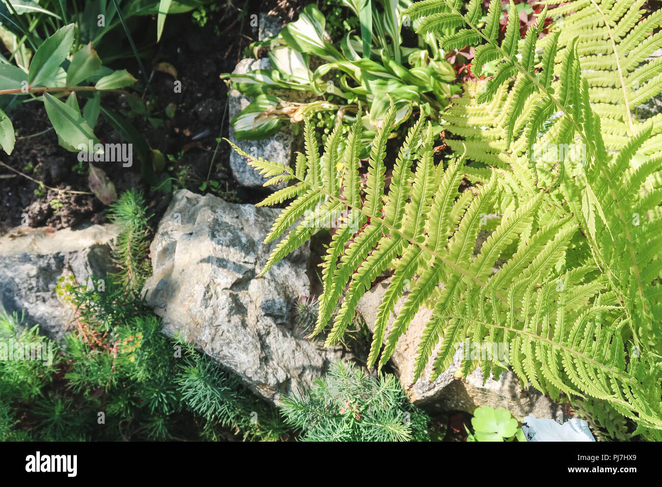 fores shrubs green fern background. stone in the grass. nature ...