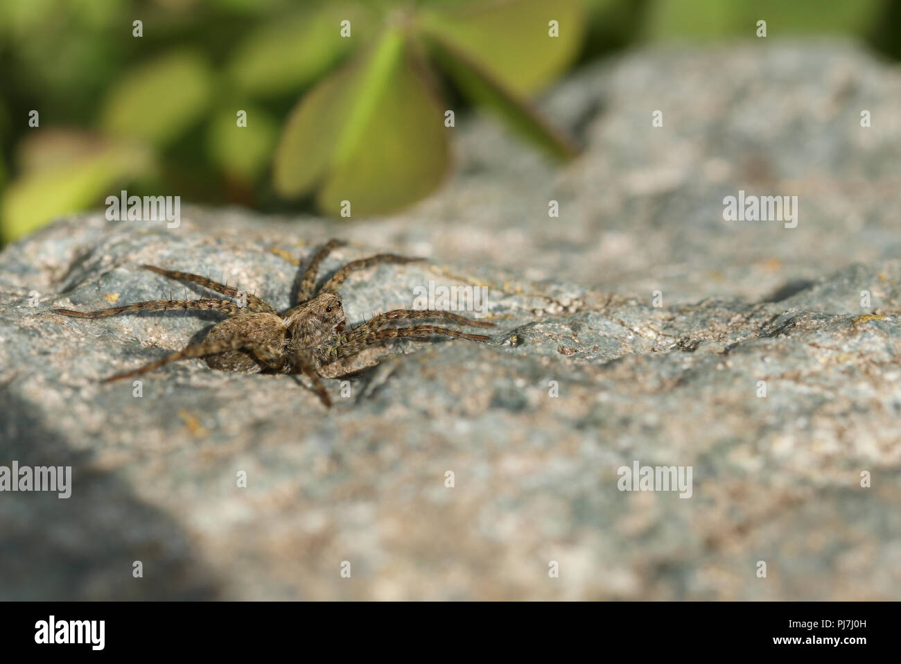A hunting Wolf Spider Lycosidae (Pardosa) crawling across a rock at the ...