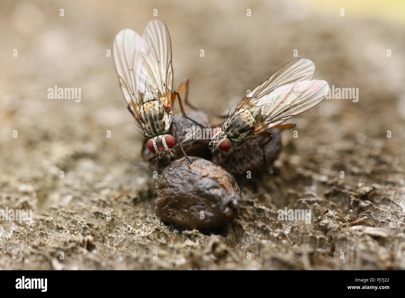 Two flesh flies hi-res stock photography and images - Alamy