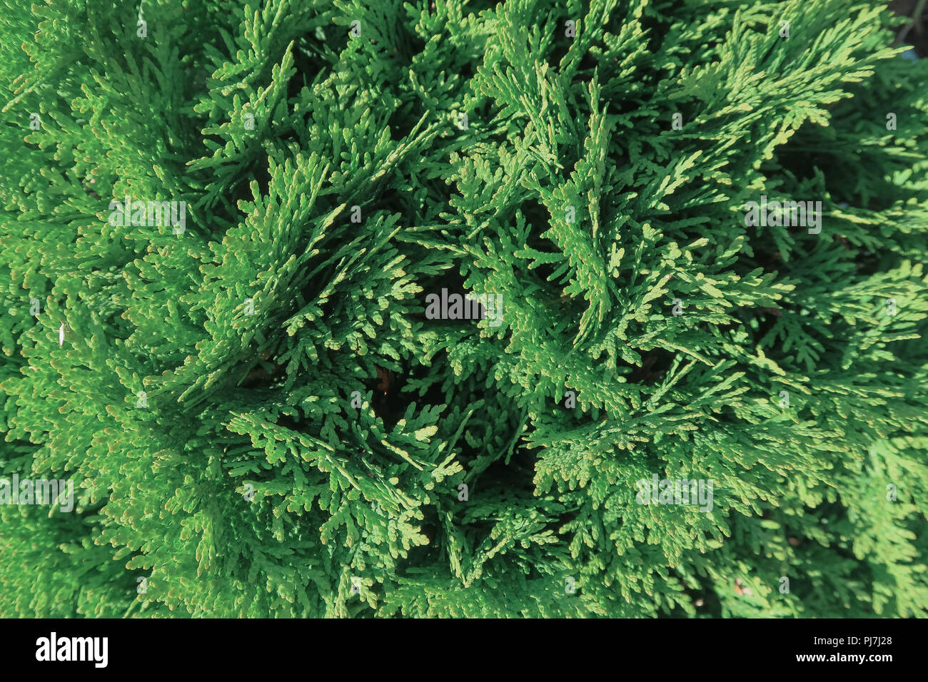 Tui branches, vegetative green background, sunlight Stock Photo - Alamy