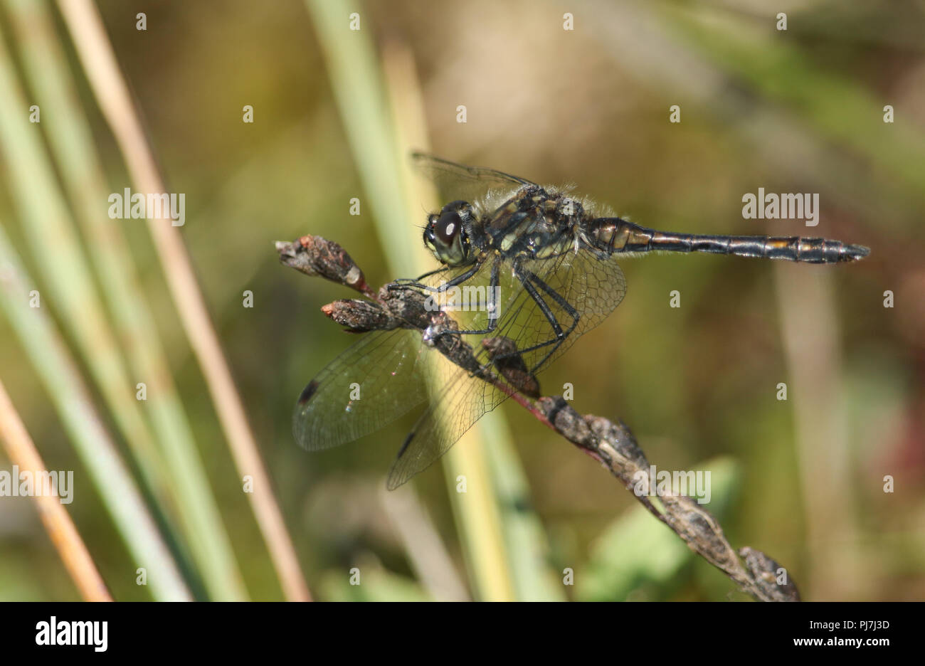 A stunning Black Darter Dragonfly (Sympetrum danae) perched on a plant ...