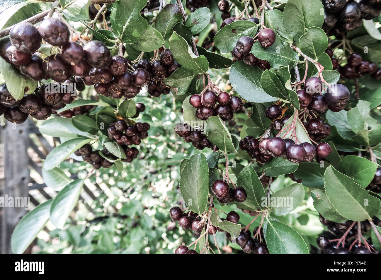 Black rowan aronia chokeberry Stock Photo - Alamy