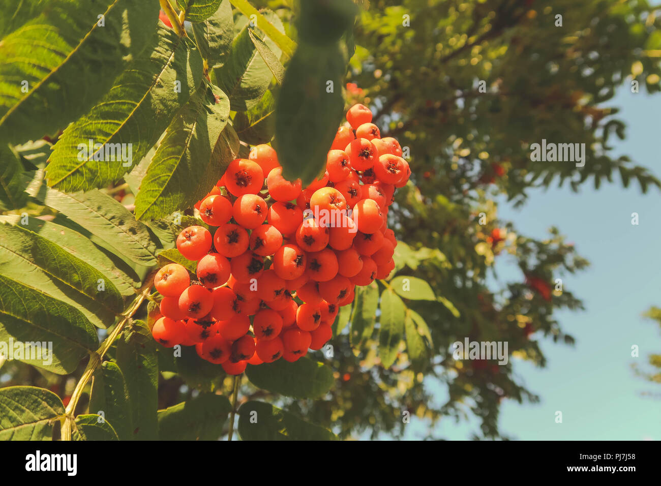 Rowan berries, Mountain ash (Sorbus) tree with ripe berry Stock Photo ...