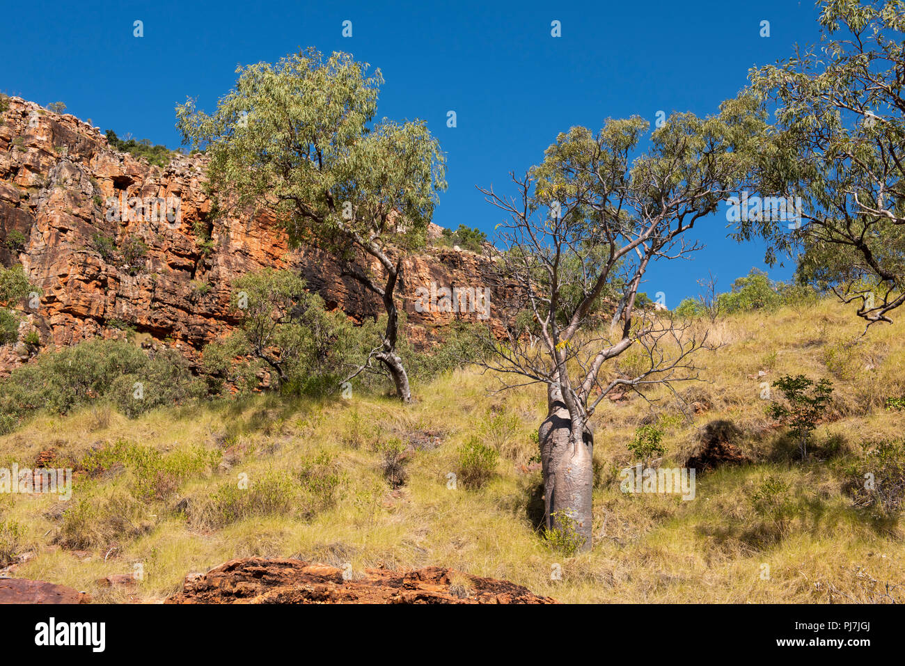 Australia, Western Australia, Doubtful Bay, Raft Point. Typical old ...