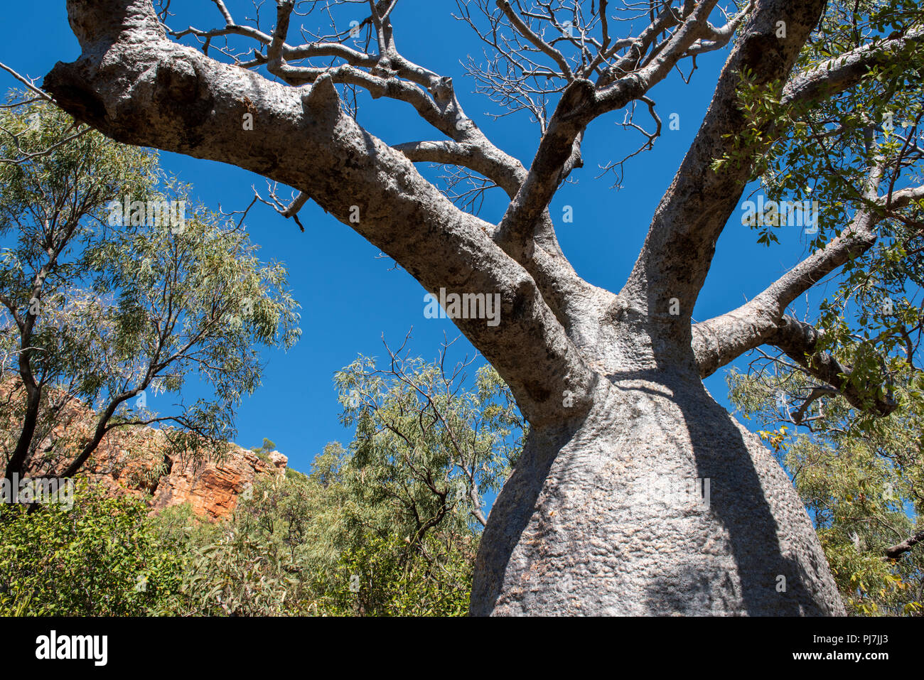 Australia, Western Australia, Doubtful Bay, Raft Point. Typical old ...