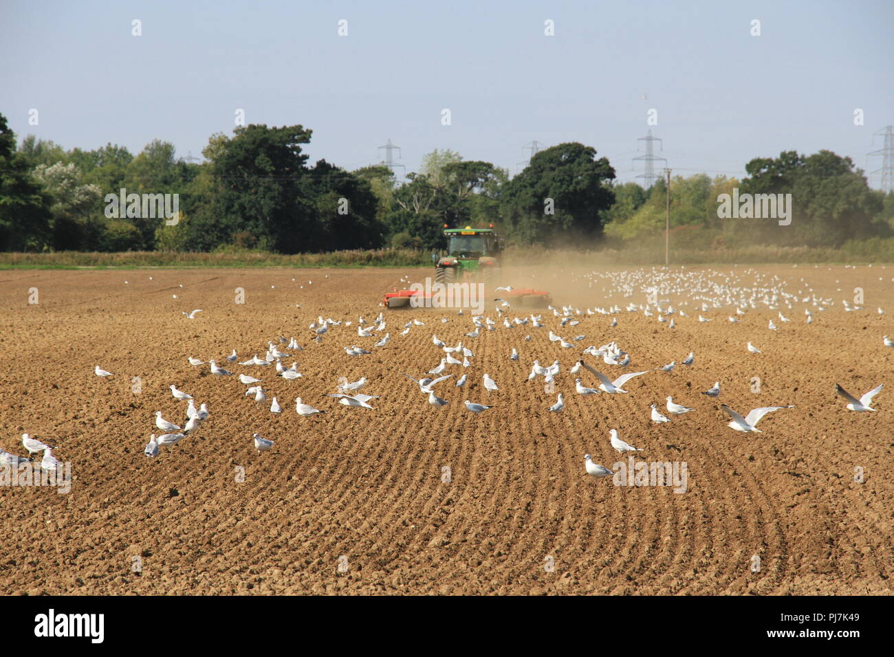 Tilling a field attracting birds Stock Photo - Alamy