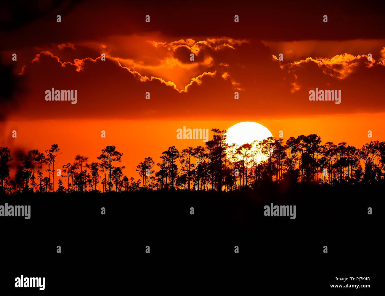 Trees importance hi-res stock photography and images - Alamy