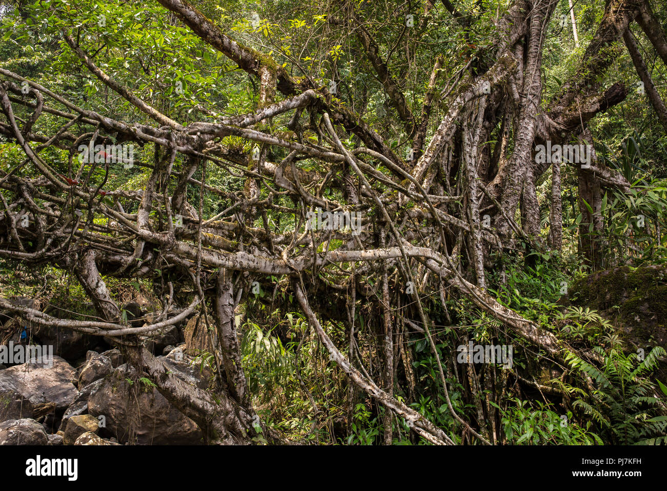 Living roots bridge near Nongriat village, Cherrapunjee, Meghalaya ...