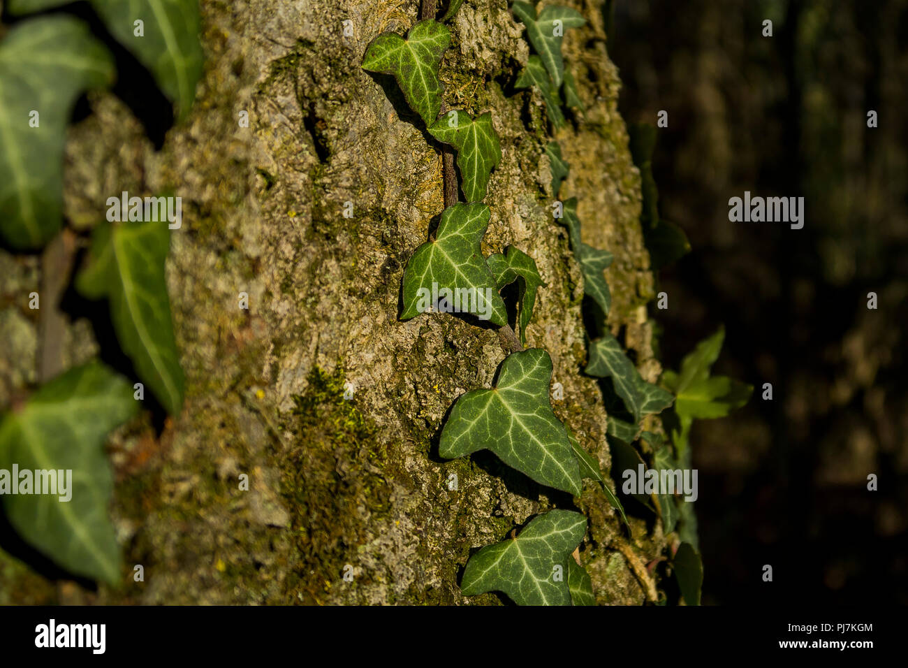 Lush ivy tree trunk hi-res stock photography and images - Alamy