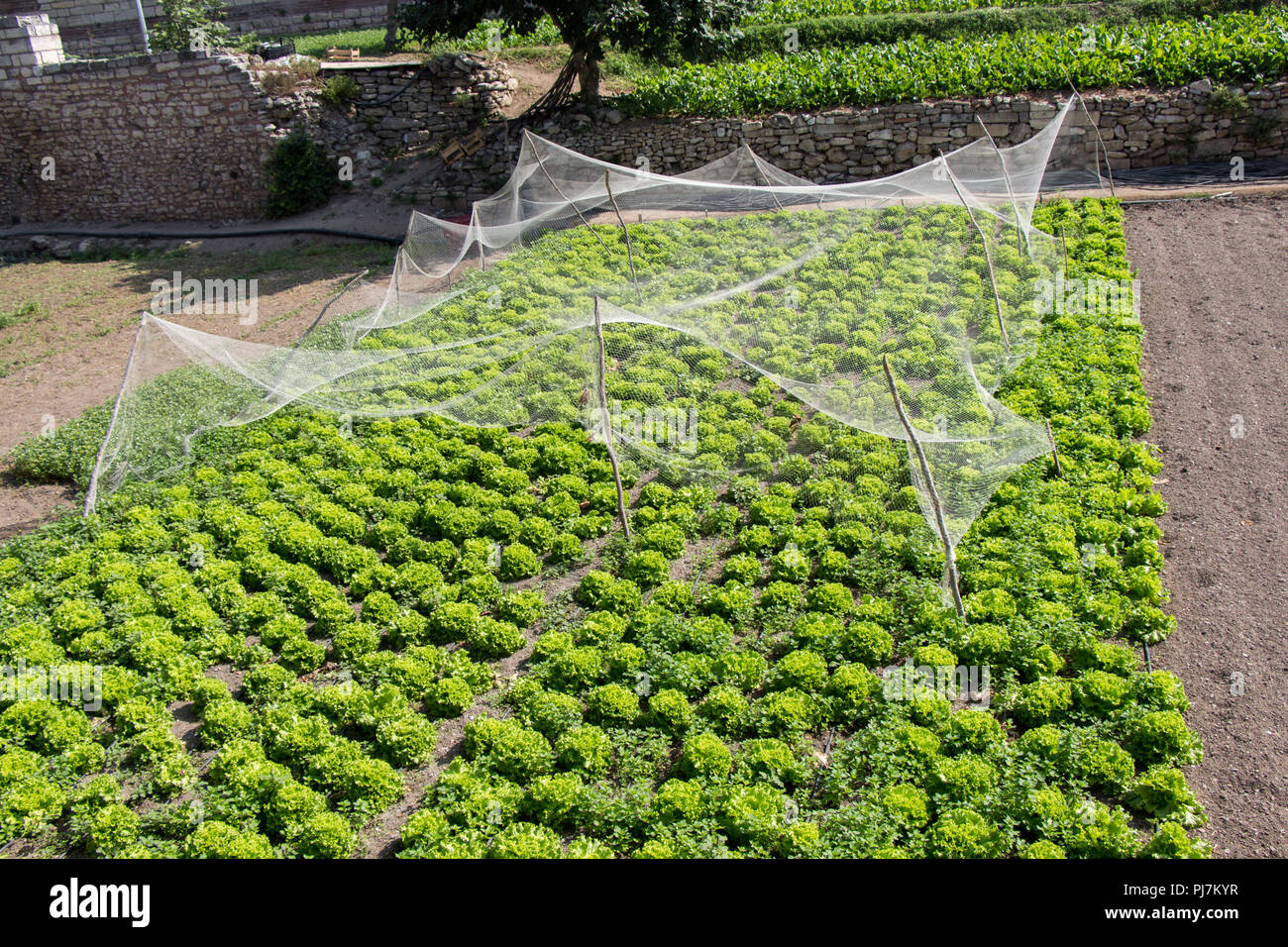 Growing sprouted agricultural crops in spring field Stock Photo - Alamy