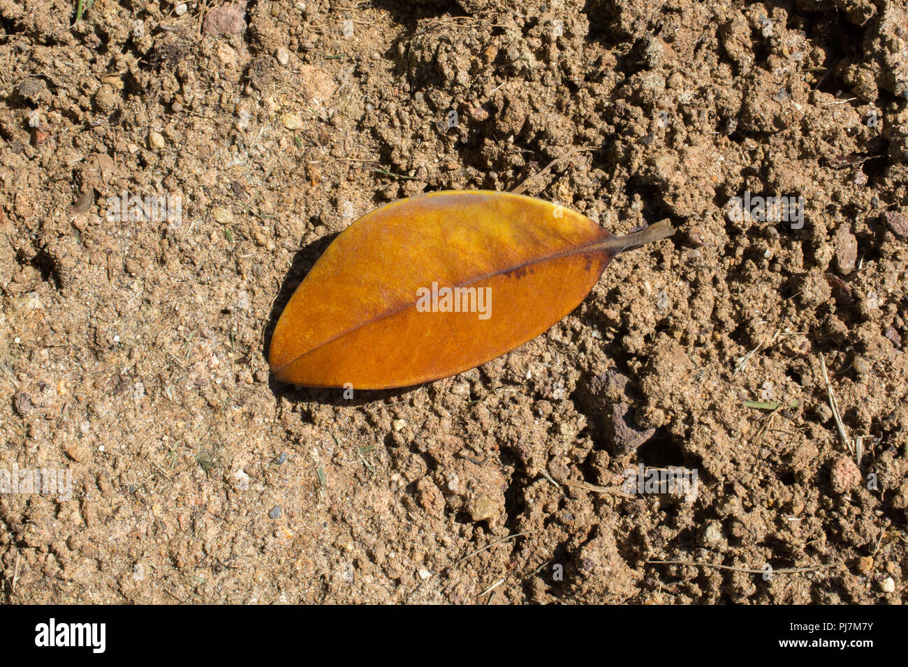 Dry tree leaf as an Autumn background Stock Photo - Alamy