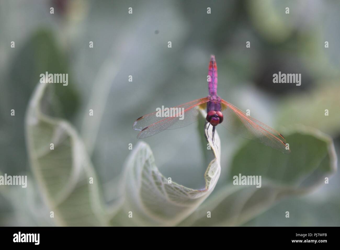 Stomach bug hi-res stock photography and images - Alamy