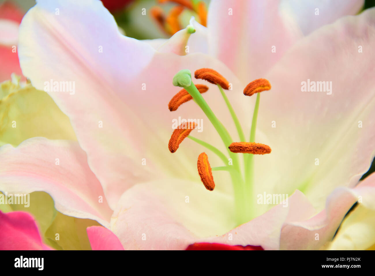 Lilly Fleur High Resolution Stock Photography and Images - Alamy